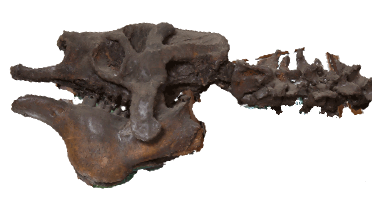 Megatherium head – Alumnae Association